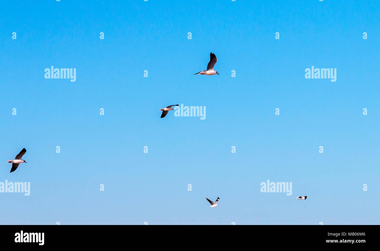 Five Grey Headed Seagulls flying overhead against blue sky background ...