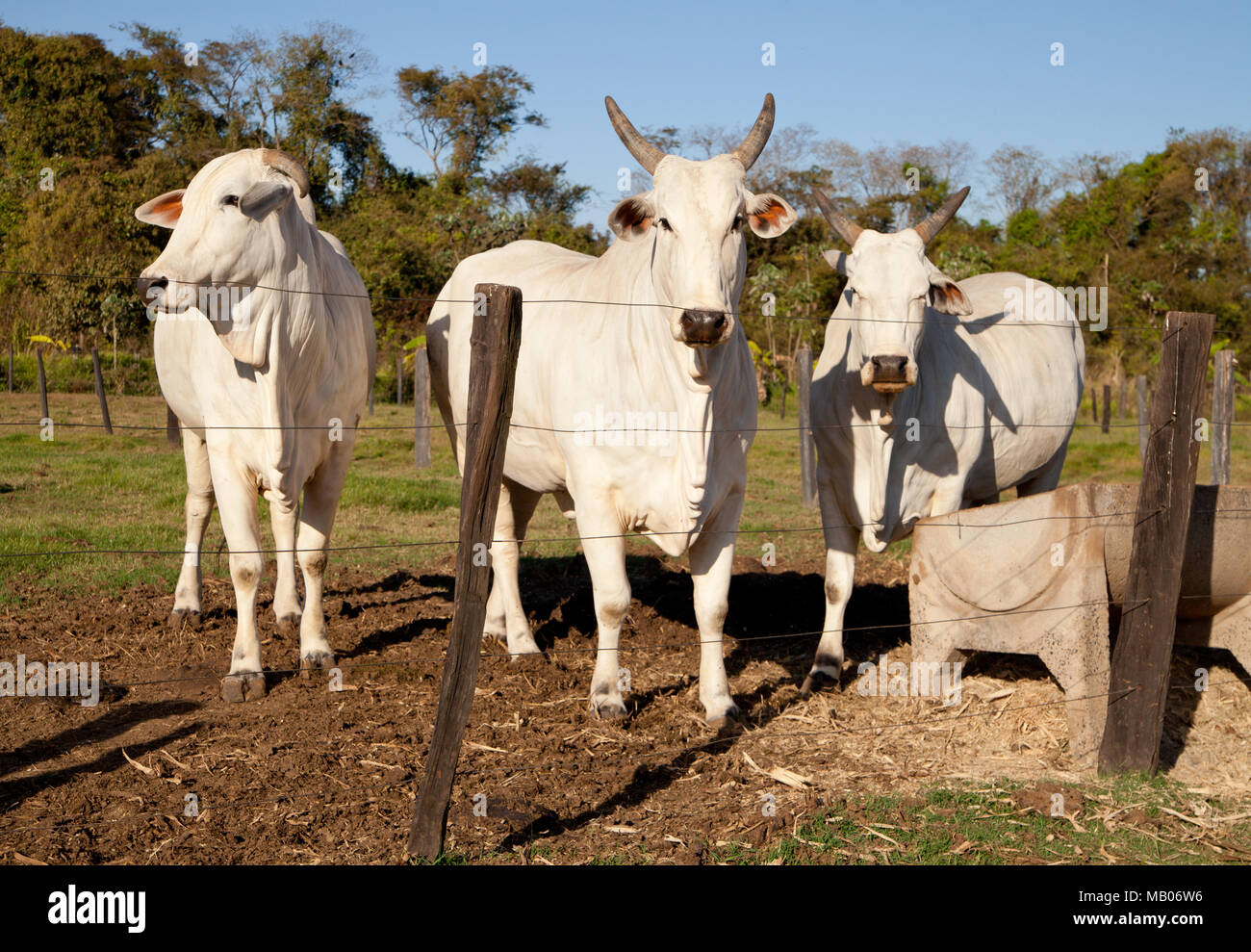 Gado Nelore na Fazenda Stock Photo - Alamy