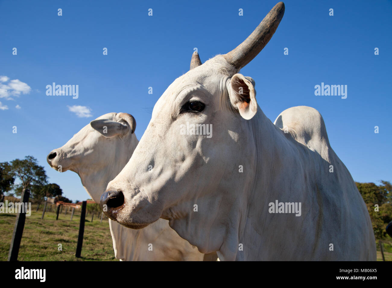 Gado Nelore na Fazenda Stock Photo - Alamy