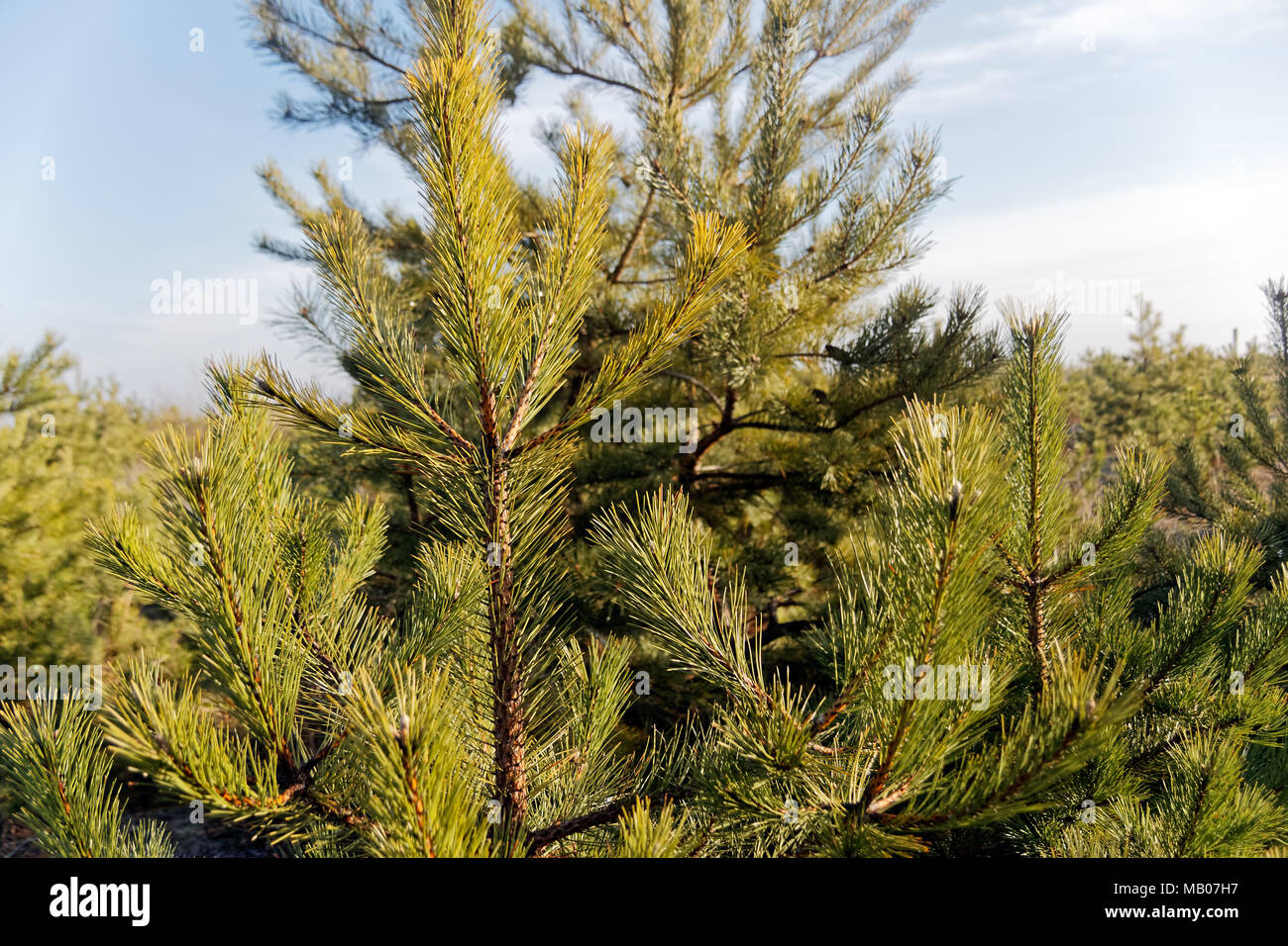 Green prickly branches of a fur-tree or pine on defocused background ...