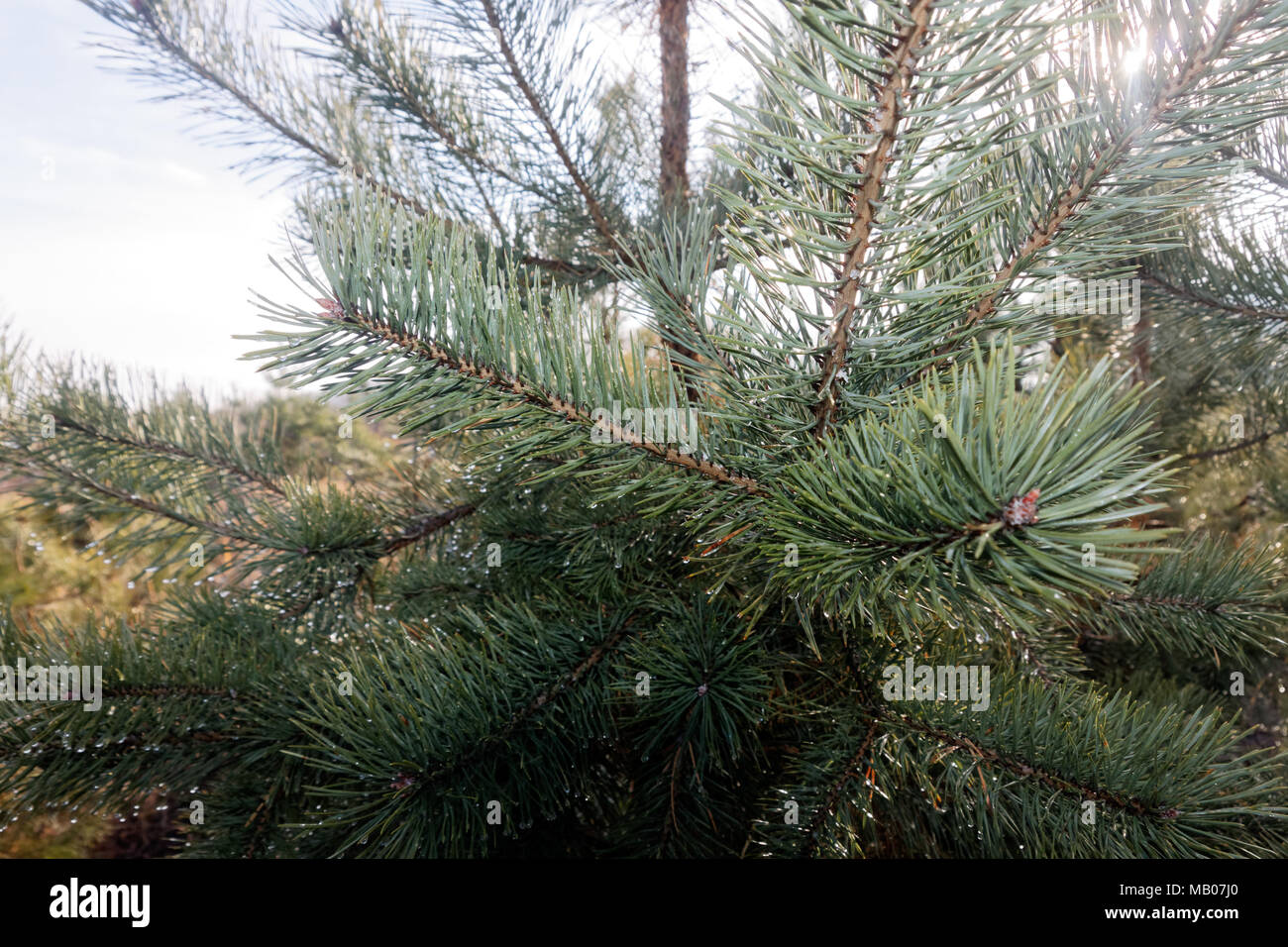 Green prickly branches of a fur-tree or pine on defocused background ...