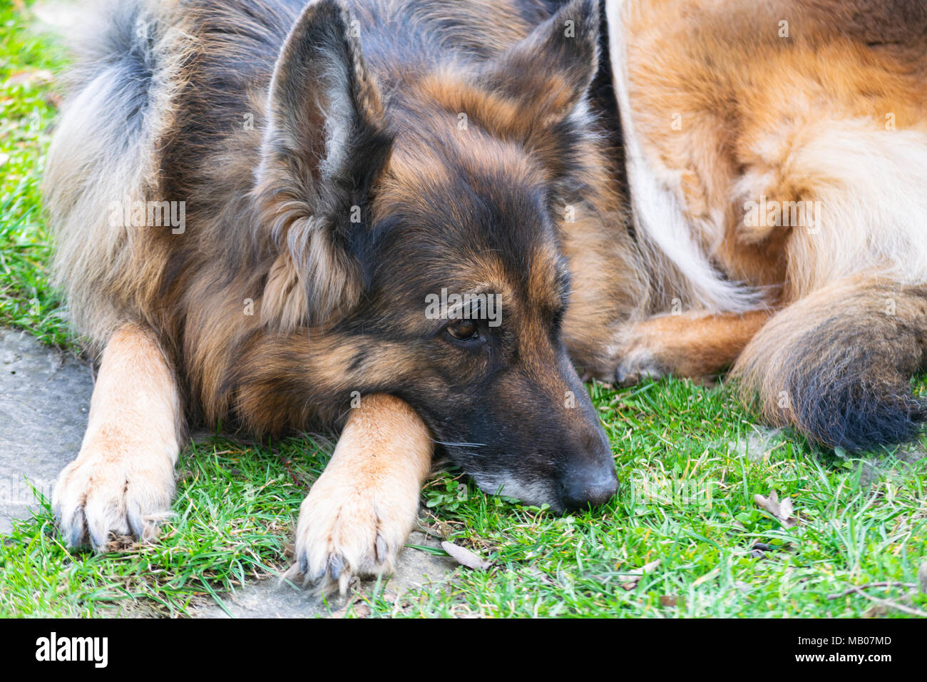 German shepherd dog, Alsatian Stock Photo - Alamy