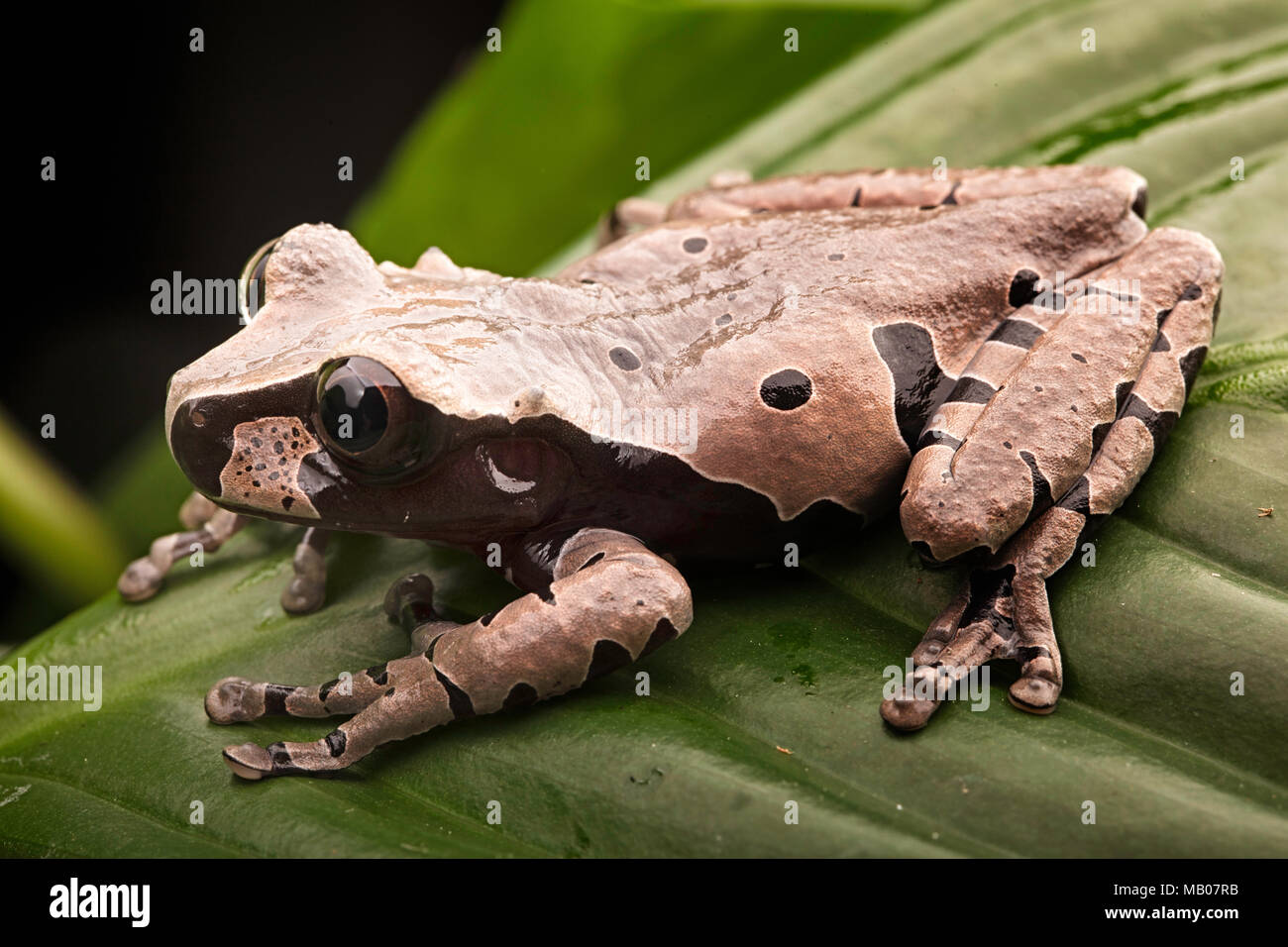 Spiny headed tree frog from the Amazon rain forest. Anotheca spinosa is ...