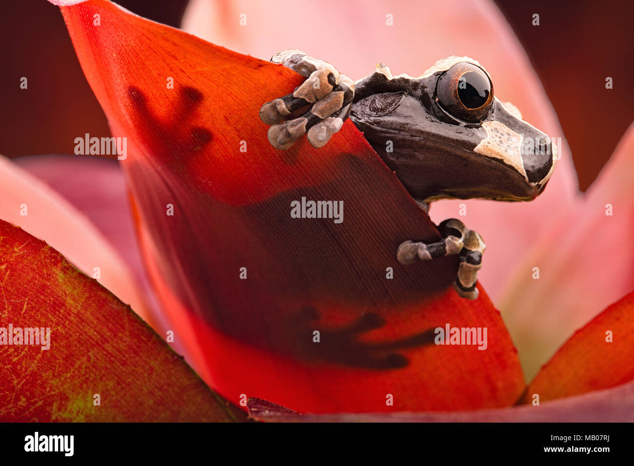 Spiny headed tree frog from the Amazon rain forest. Anotheca spinosa is ...