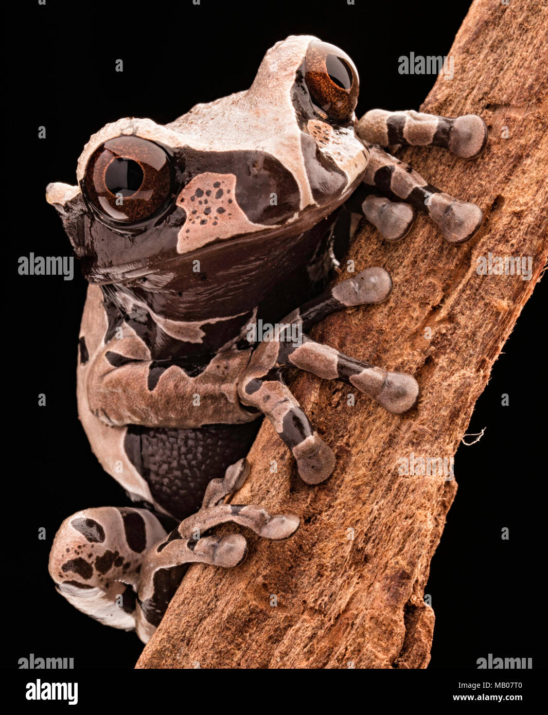 Spiny headed tree frog, Anotheca spinosa. A beautiful tropicla rain ...