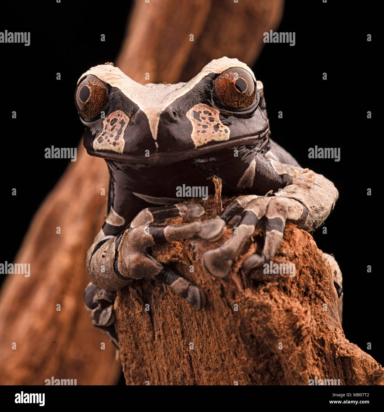Spiny headed tree frog from the Amazon rain forest. Anotheca spinosa is ...