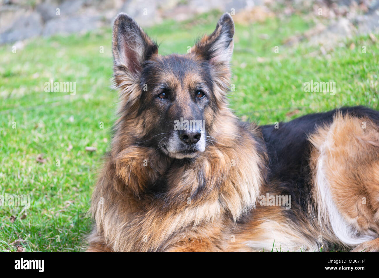 German shepherd dog, Alsatian Stock Photo - Alamy