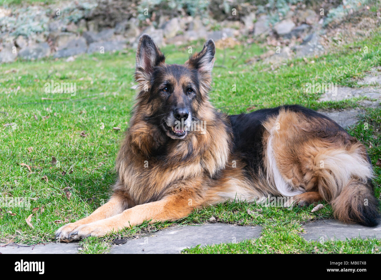 German shepherd dog alsatian hi-res stock photography and images - Alamy