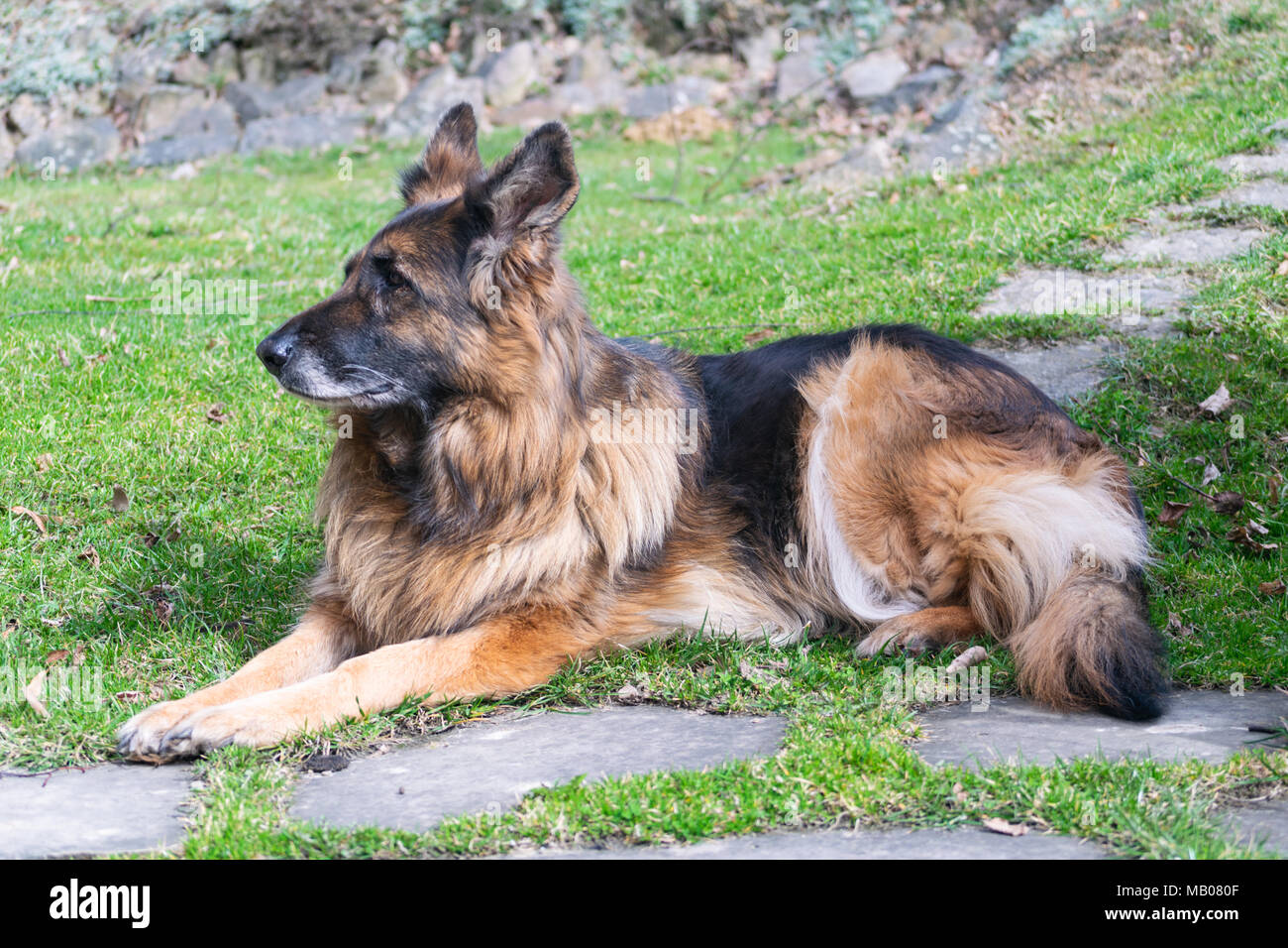 German shepherd dog, Alsatian Stock Photo - Alamy