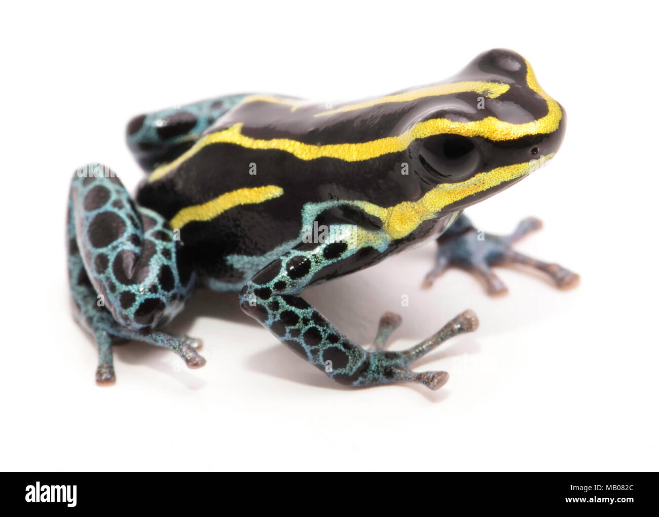 yellow striped poison dart frog, Ranitomeya ventrimaculata. Macro of a ...
