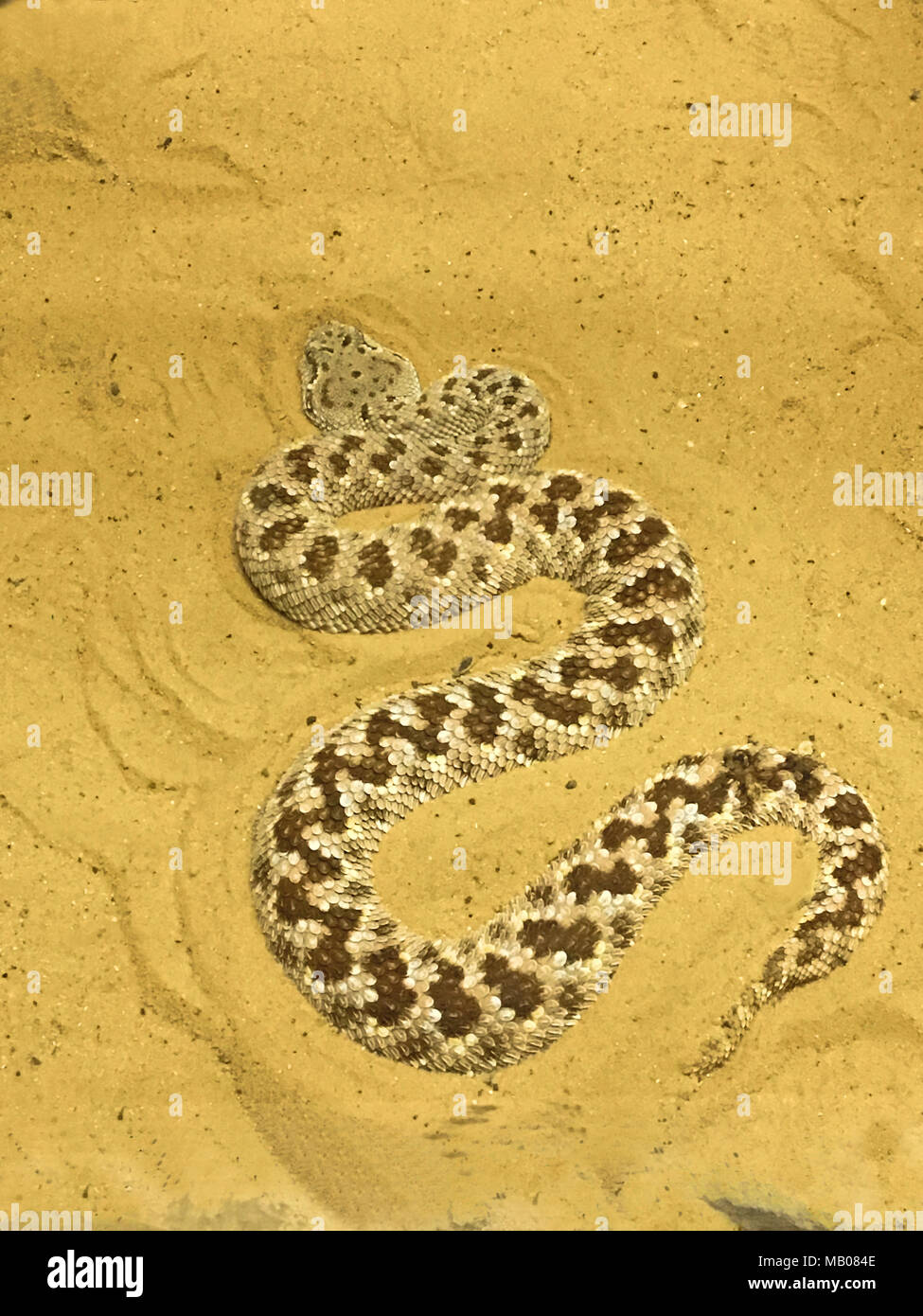 Coiled spotty snake buried in yellow sand Stock Photo - Alamy