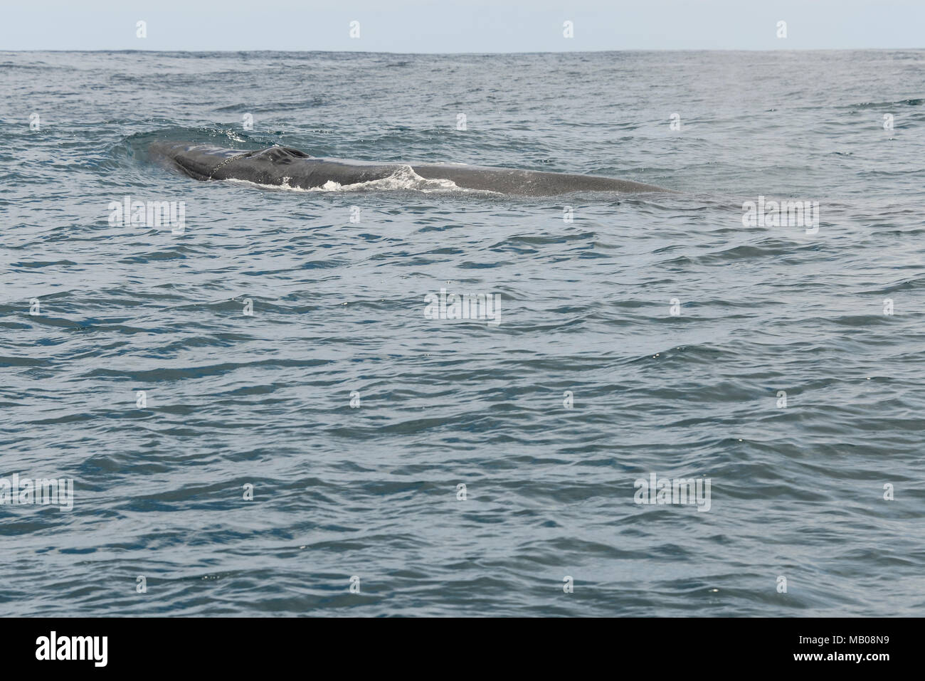Balaenoptera edeni hi-res stock photography and images - Alamy