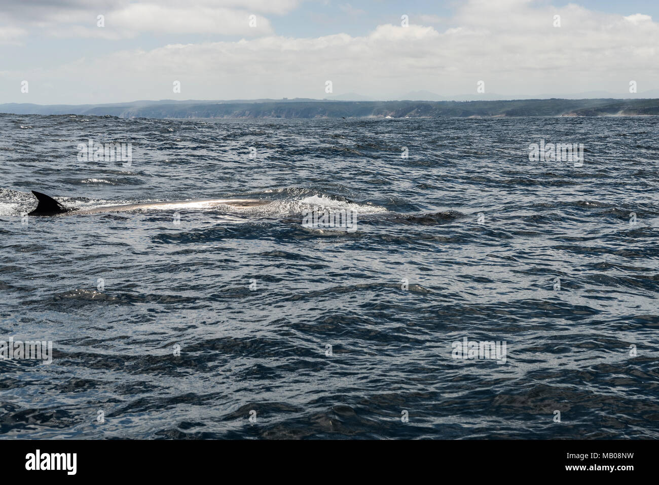 Balaenoptera edeni hi-res stock photography and images - Alamy