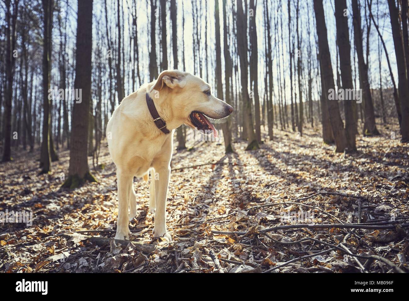 Labrador Retriever And Tree High Resolution Stock Photography and ...