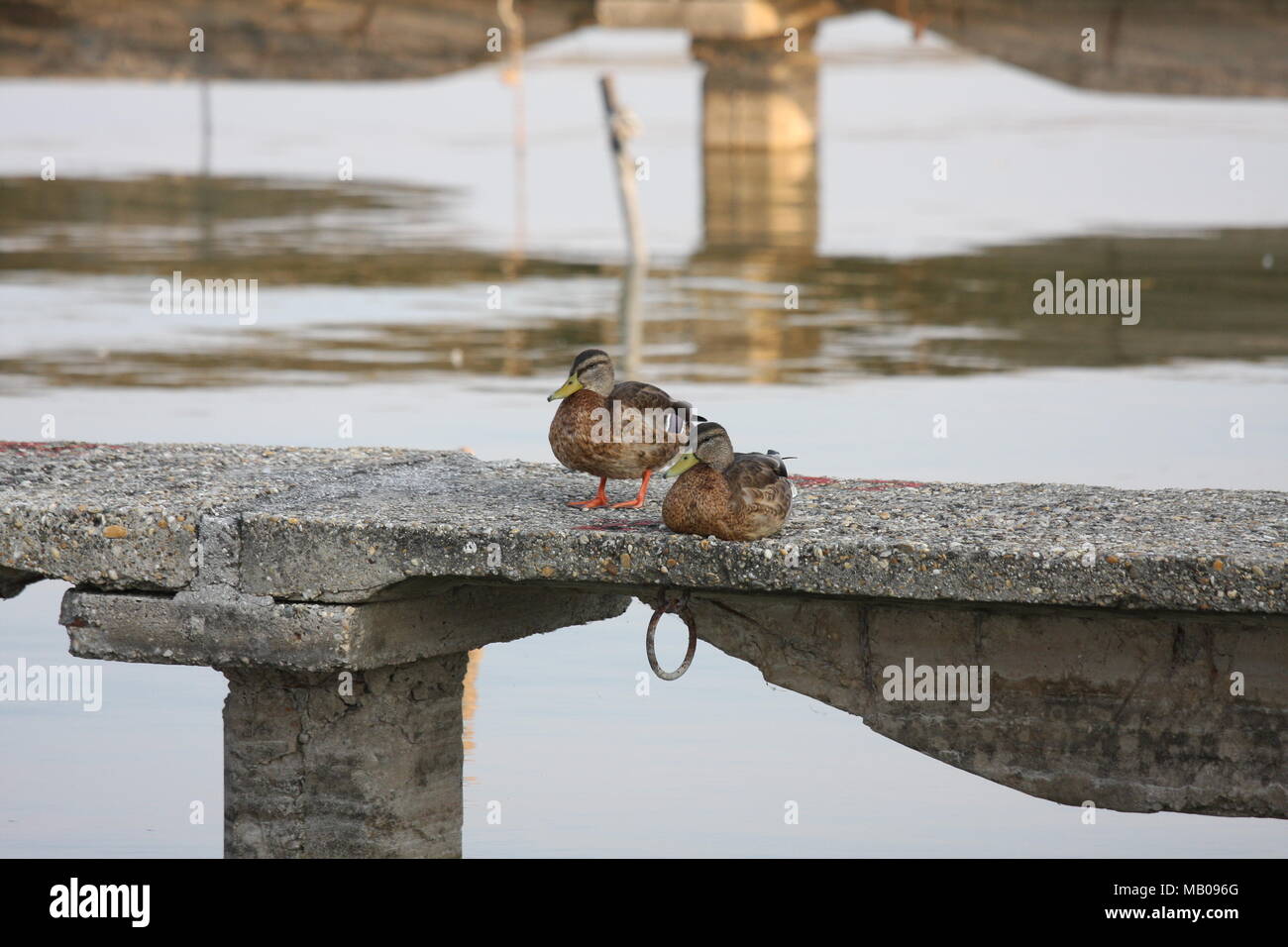 Relaxing birds hi-res stock photography and images - Alamy
