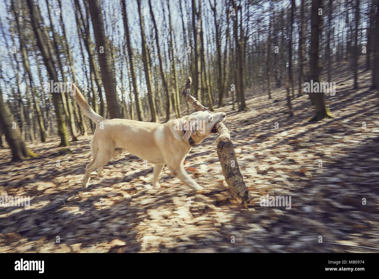 Dog With Tree Branch In Mouth High Resolution Stock Photography and ...