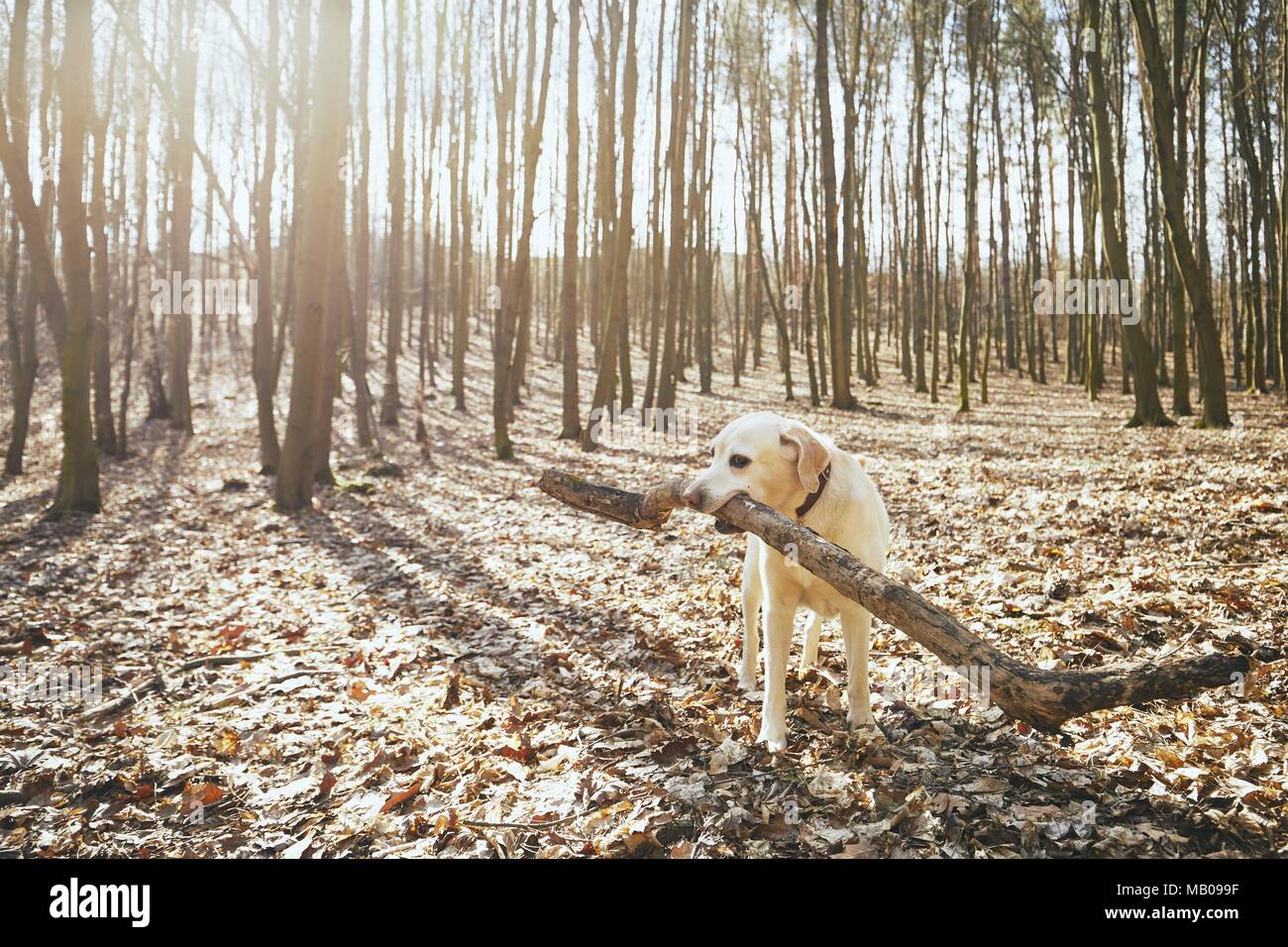 Playful dog in forest. Labrador retriever biting large stick Stock ...