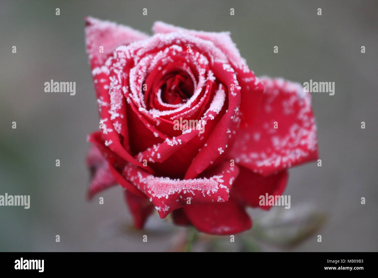 Beautiful red rose in the frozen winter Stock Photo - Alamy