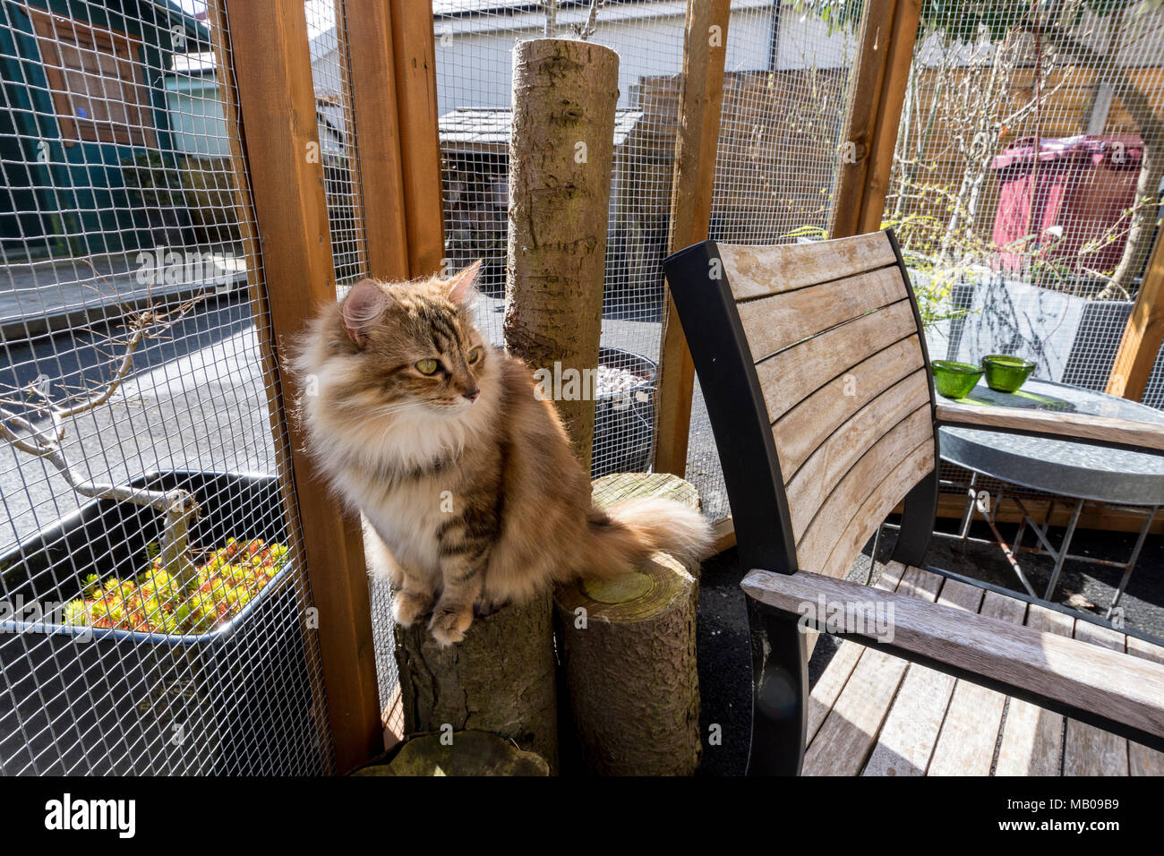 Cage enrichment hi-res stock photography and images - Alamy