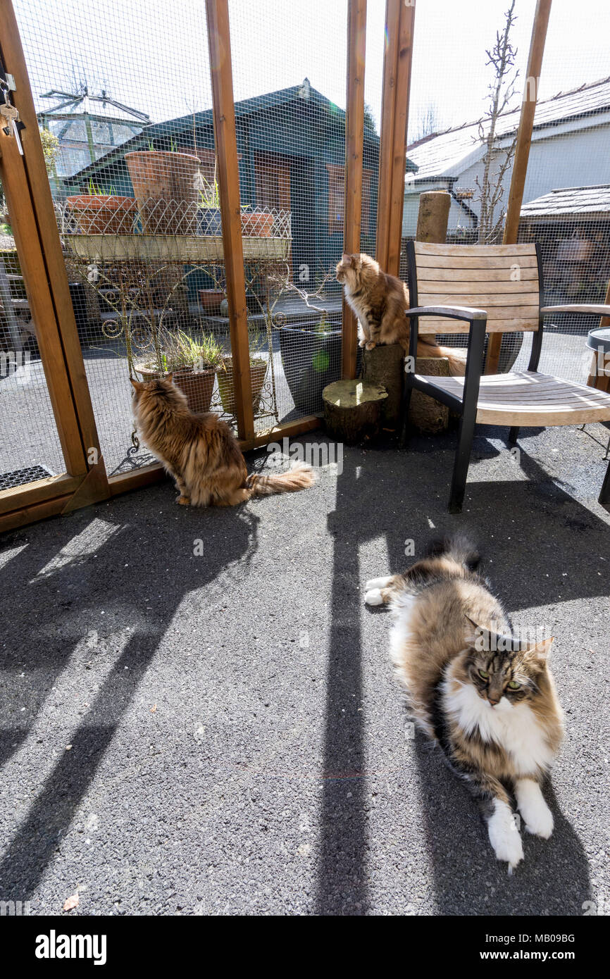 Protecting cats hi-res stock photography and images - Alamy