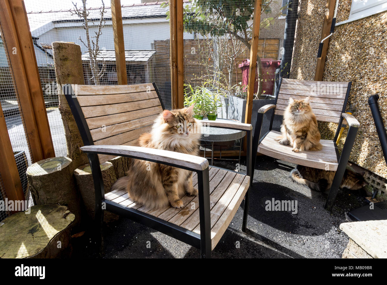 Cage Enrichment High Resolution Stock Photography and Images - Alamy