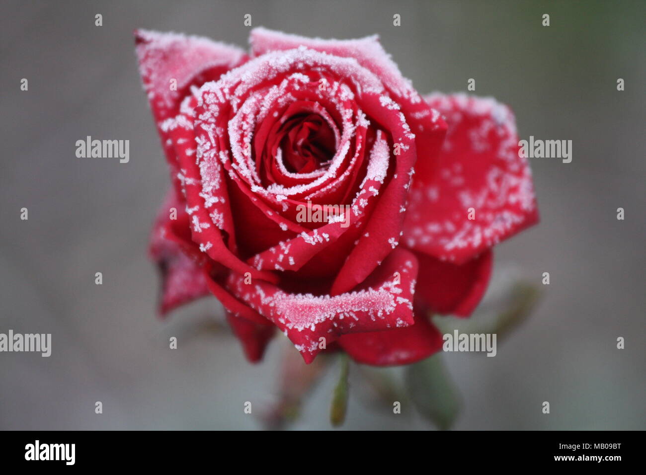 Frozen red hi-res stock photography and images - Alamy