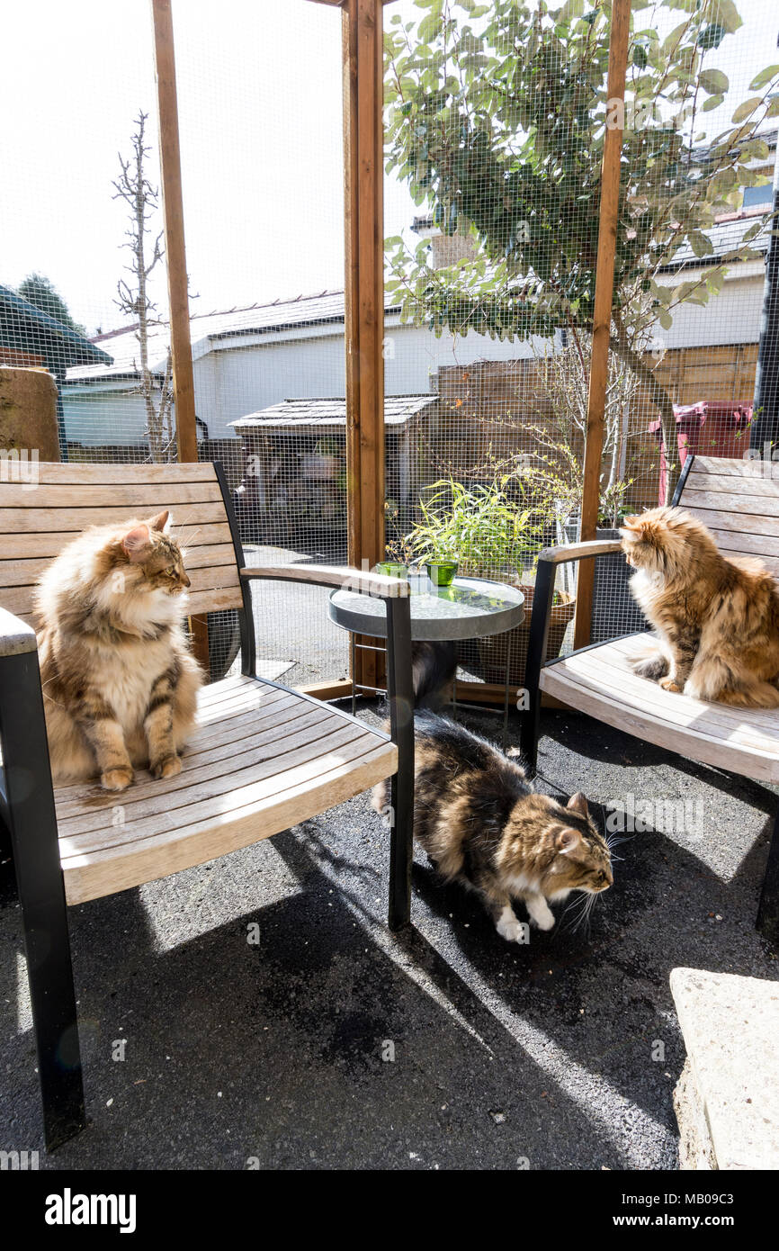 Cage enrichment hi-res stock photography and images - Alamy