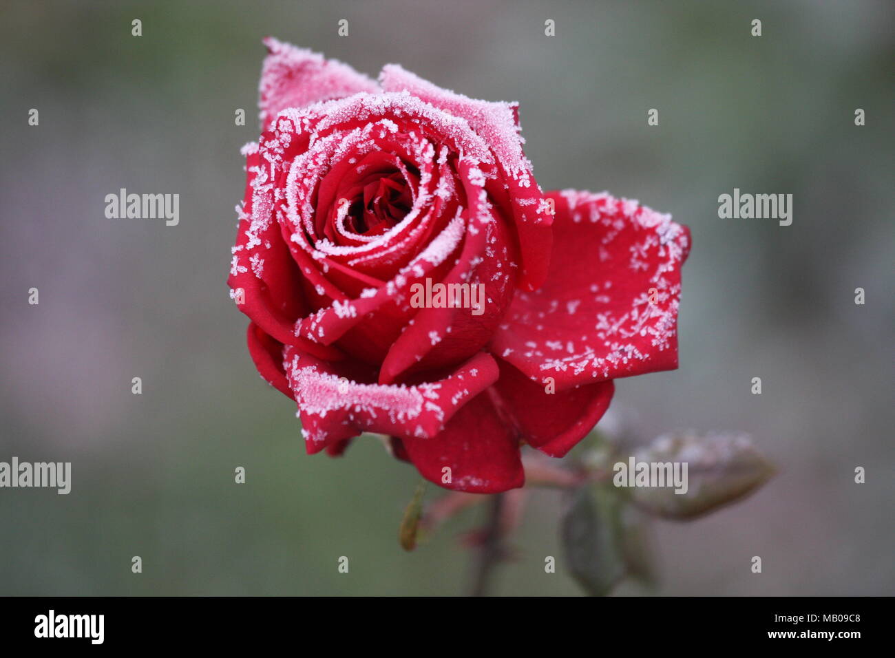 Beautiful red rose in the frozen winter Stock Photo - Alamy