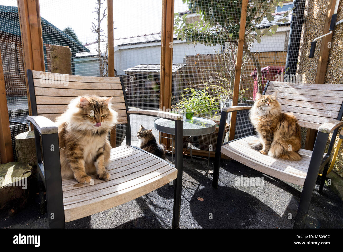 Catio, a cage like structure attached to the side of a house to enable ...