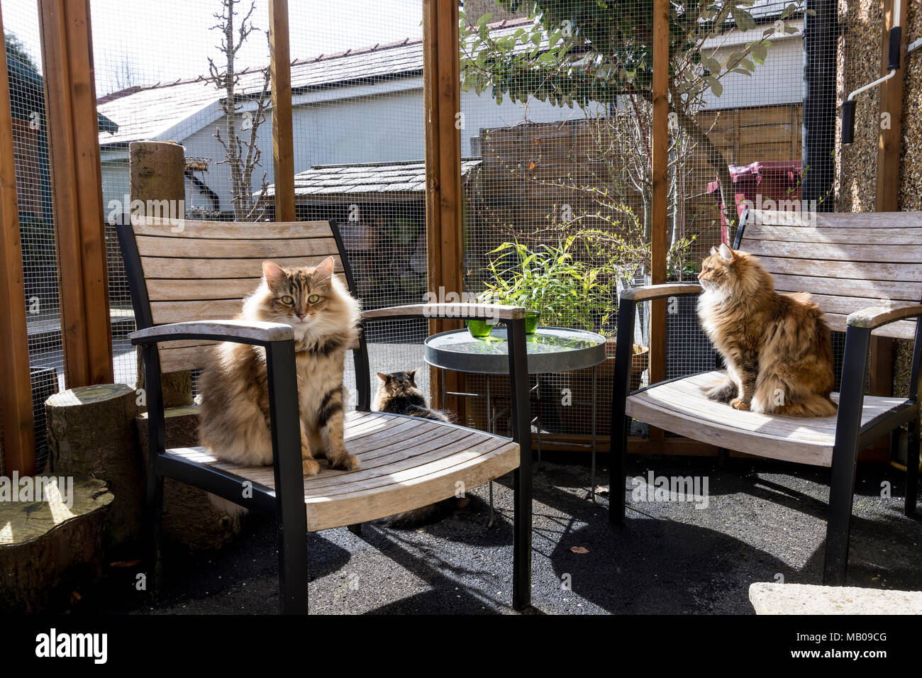 Safe cats hi-res stock photography and images - Alamy