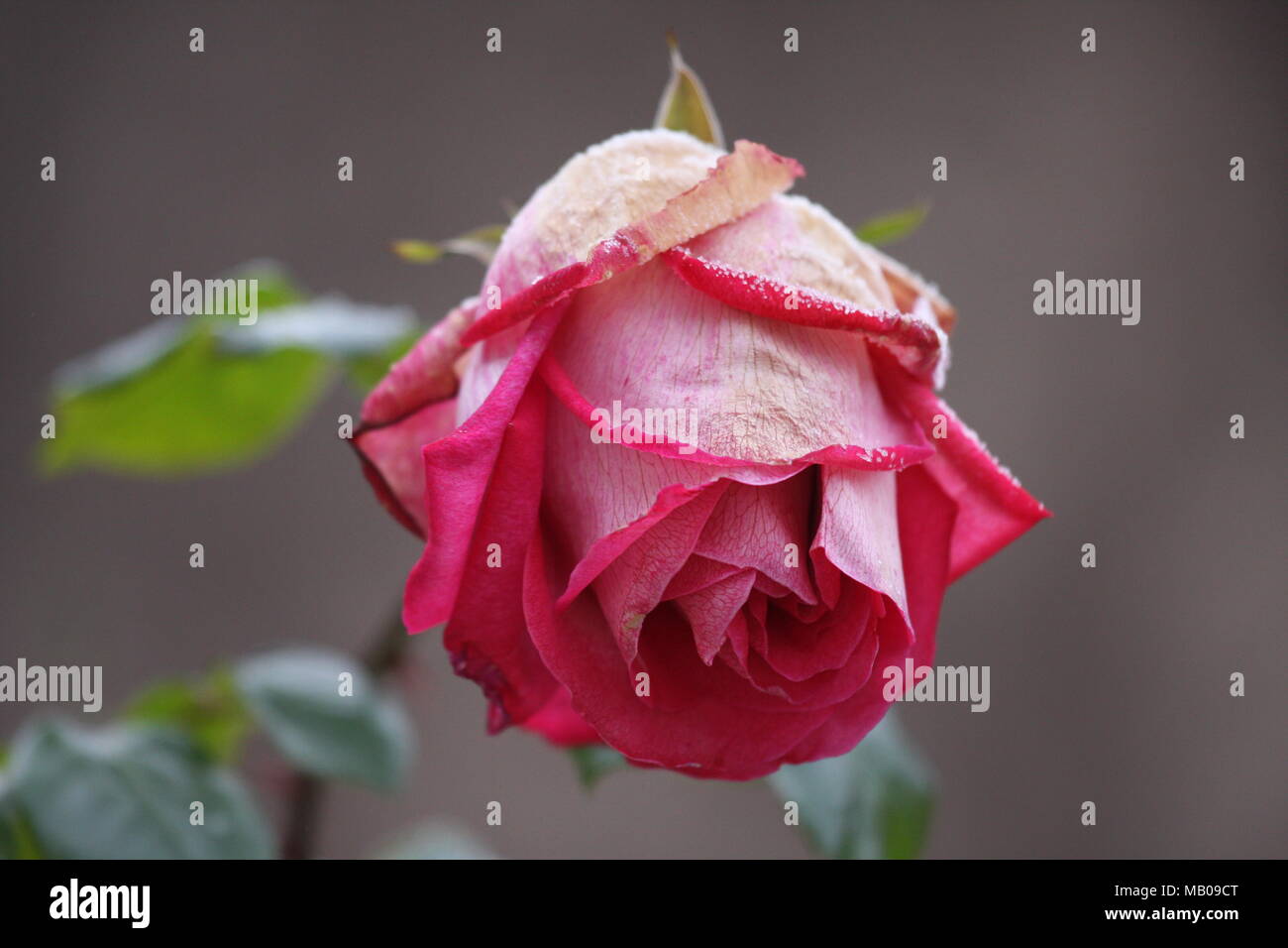 Beautiful red rose in the frozen winter Stock Photo - Alamy