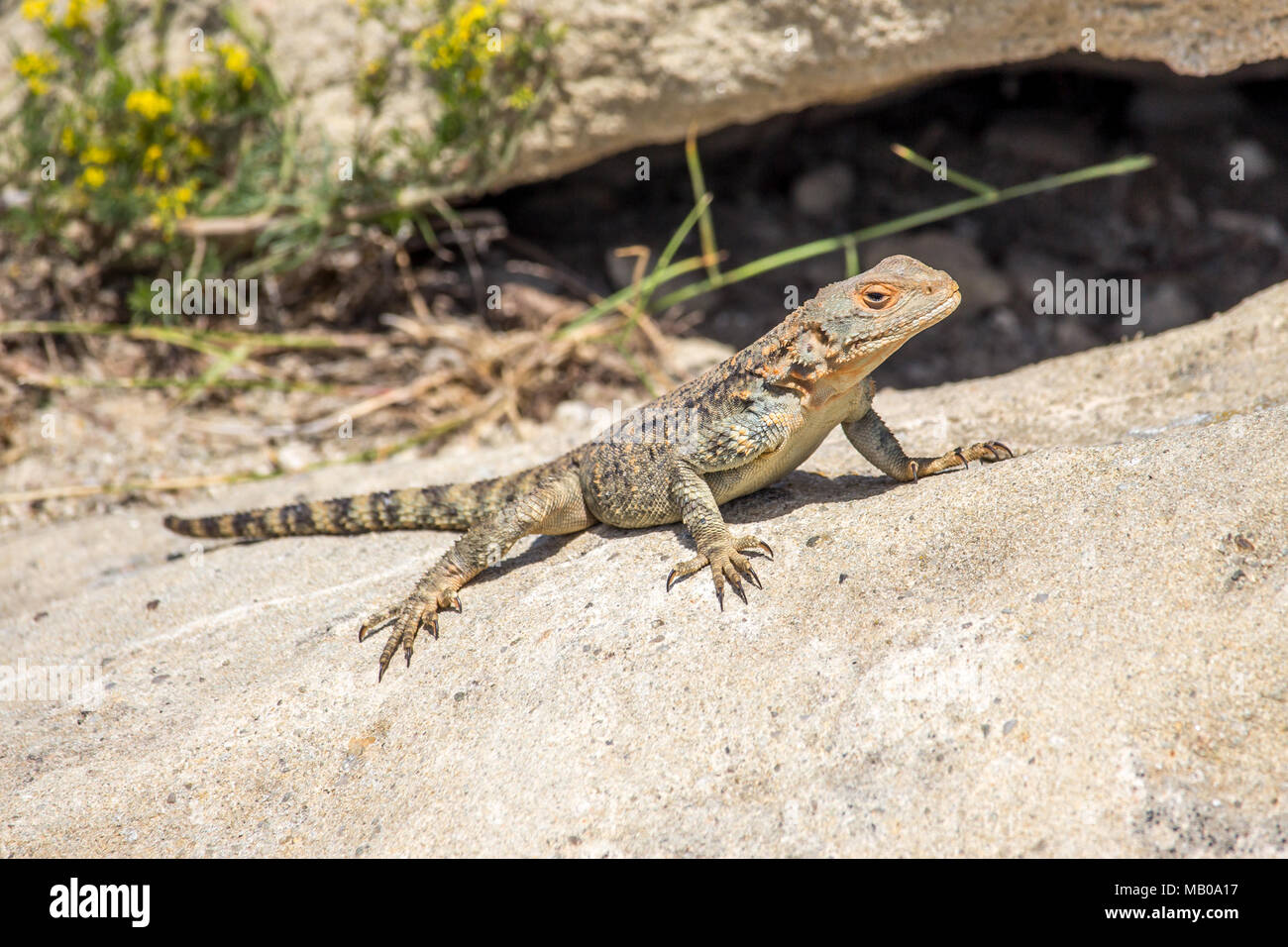 portrait of brown lizard on the rock, Georgia Stock Photo - Alamy
