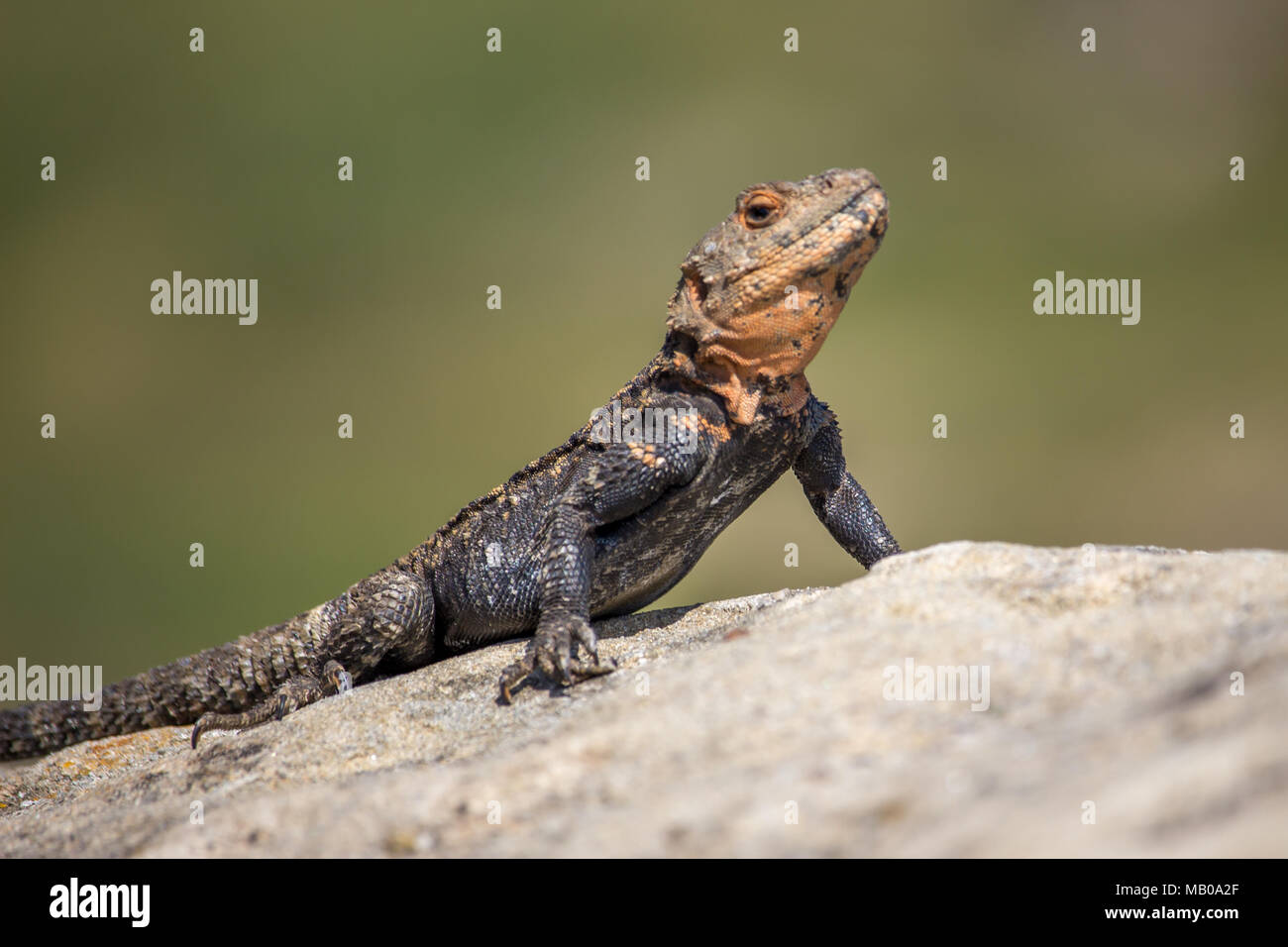 portrait of brown lizard on the rock, Georgia Stock Photo - Alamy