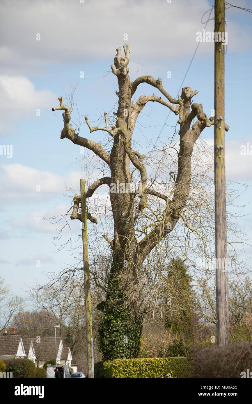Cutting back trees hi-res stock photography and images - Alamy