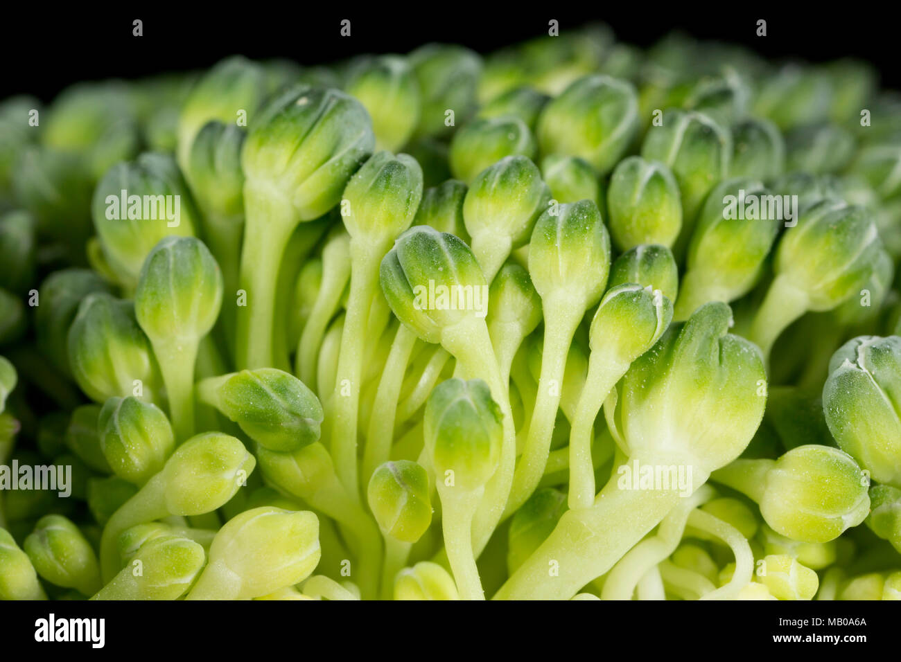 Broccoli floret grown in Spain and sold in a UK supermarket, Brassica ...