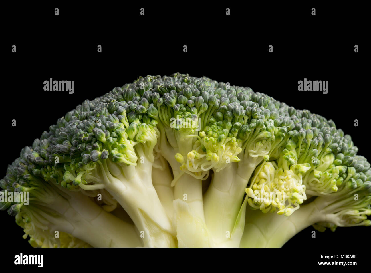 Broccoli floret grown in Spain and sold in a UK supermarket, Brassica ...