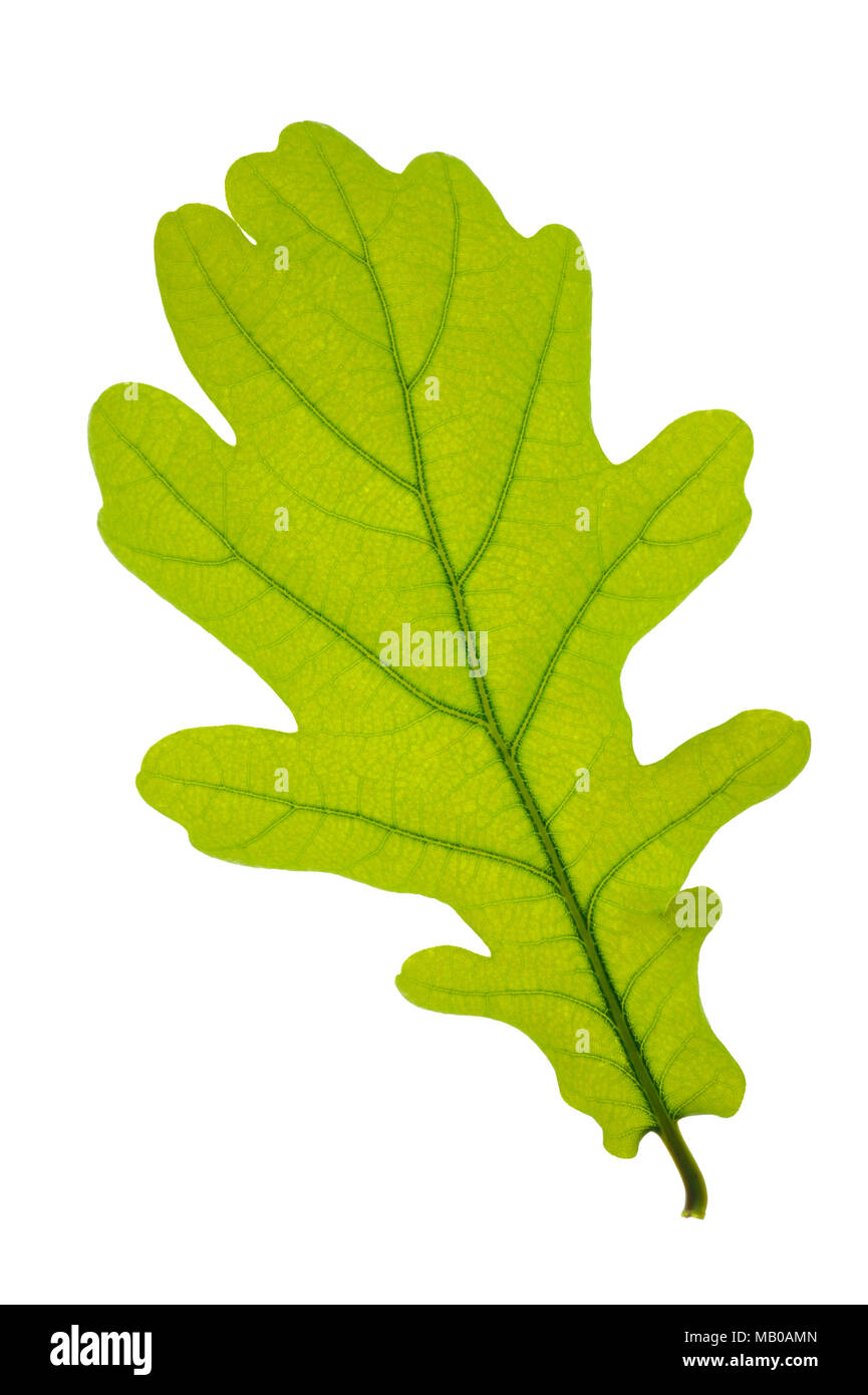 single leaf of oak tree isolated over white background Stock Photo - Alamy