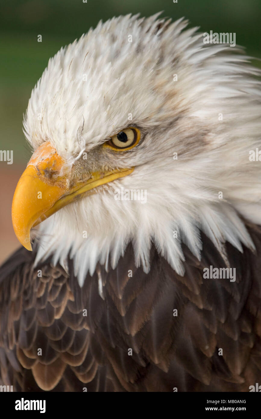 portraits of rescued bald eagle at a sanctuary in cambridgeshire ...