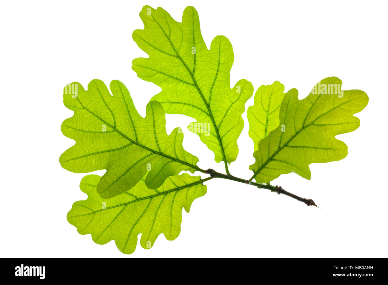 single twig with leaves of oak tree isolated over white background ...