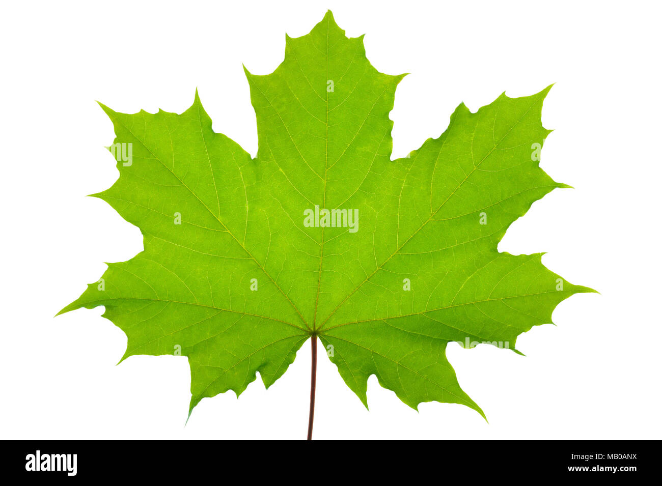 single leaf of maple tree isolated over white background Stock Photo ...