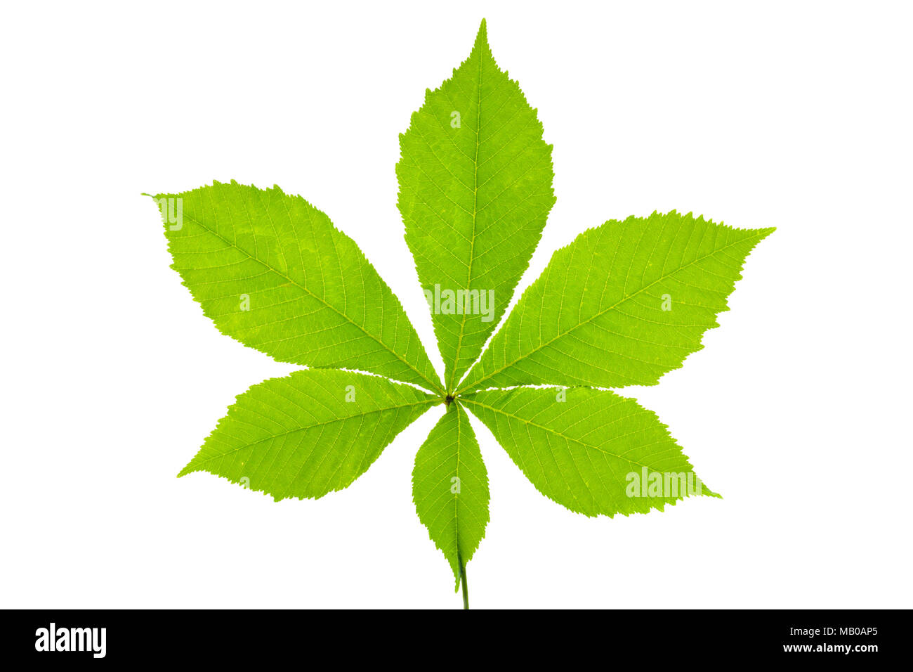 single leaf of chestnut tree isolated over white background Stock Photo ...