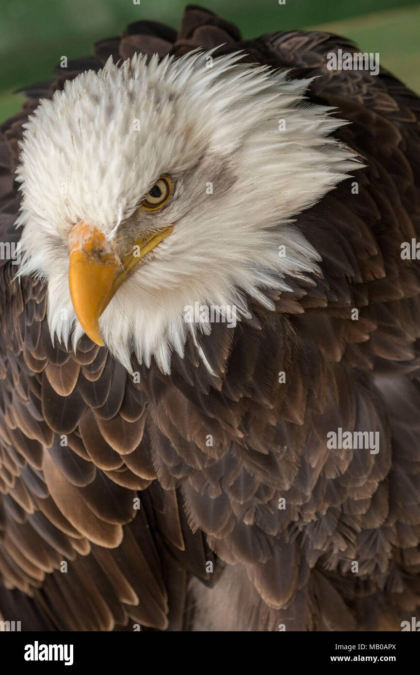 portraits of rescued bald eagle at a sanctuary in cambridgeshire ...