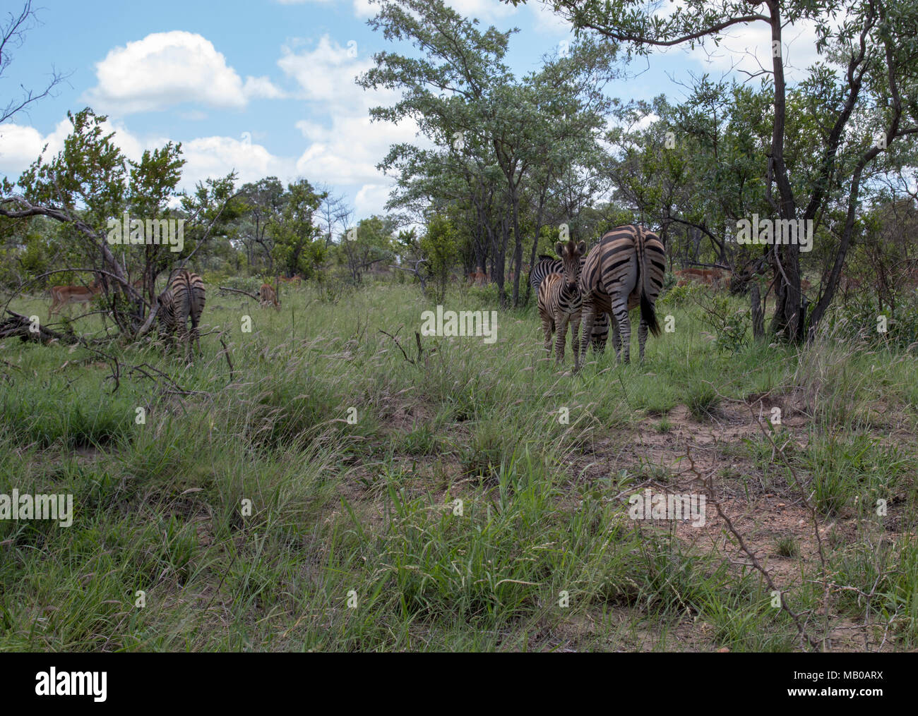 Wildlife at Kruger National Park's safari Stock Photo - Alamy