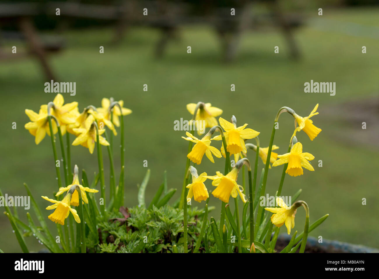 Anglo saxon village cambridge hi-res stock photography and images - Alamy