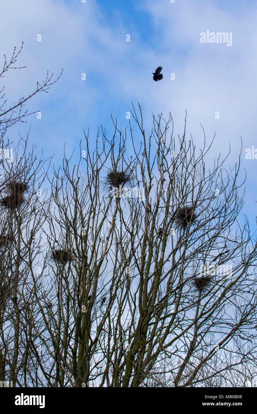 Rooks nesting in skeletal winter trees, Cambridgeshire, England Stock ...