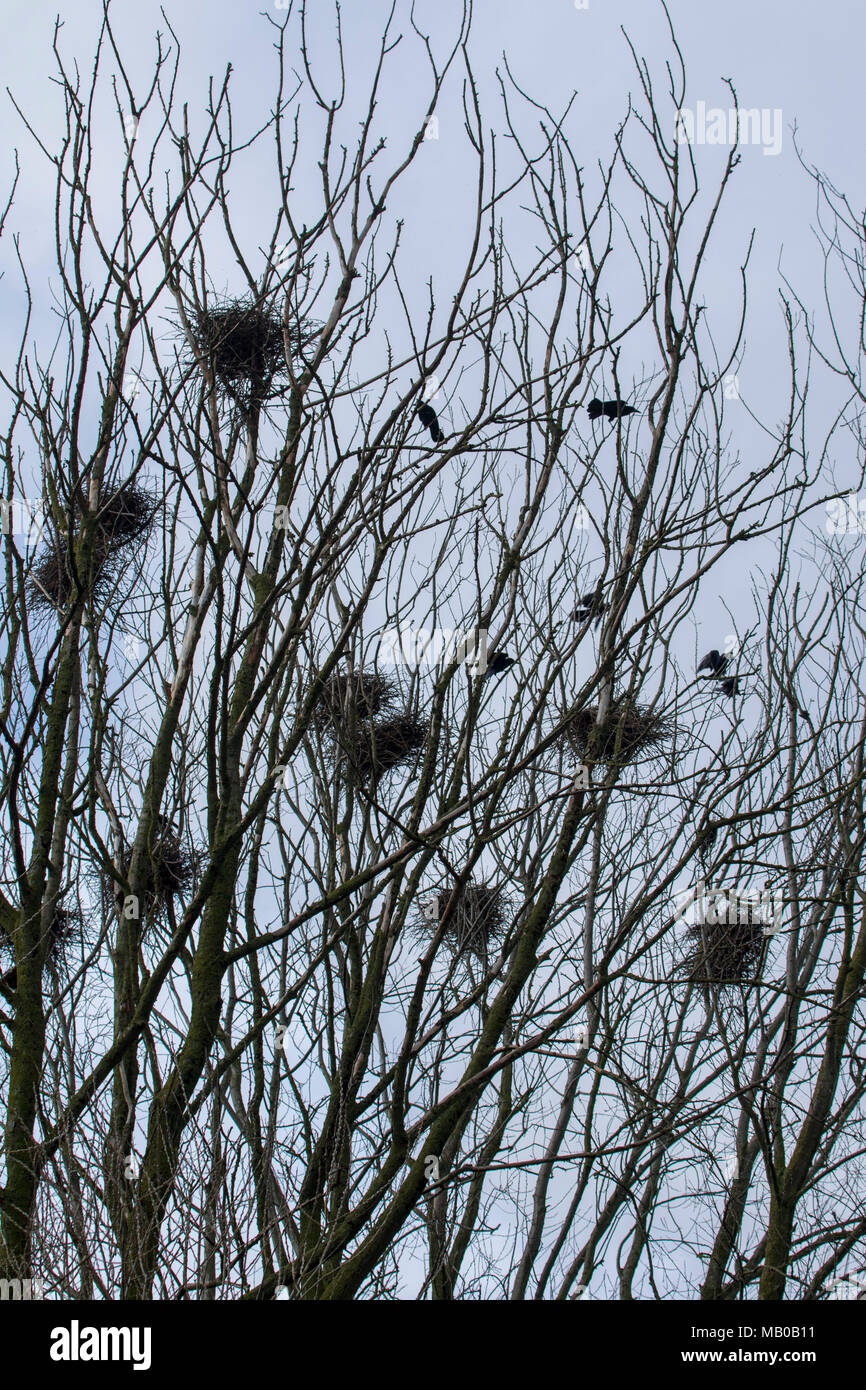 Rooks nesting in skeletal winter trees, Cambridgeshire, England Stock ...