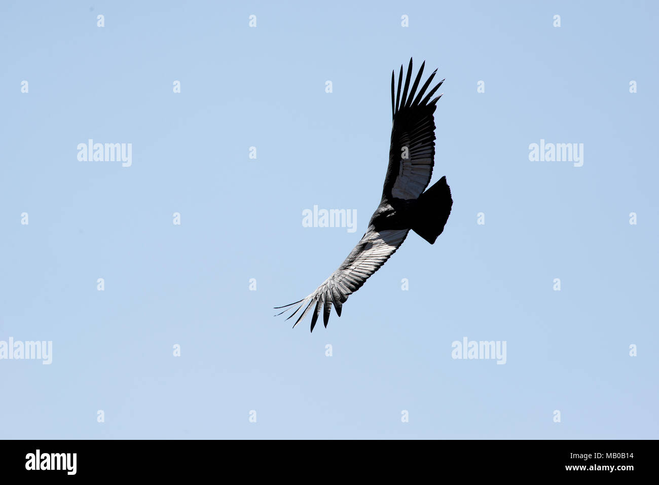 Andean Condors at Colca Stock Photo - Alamy