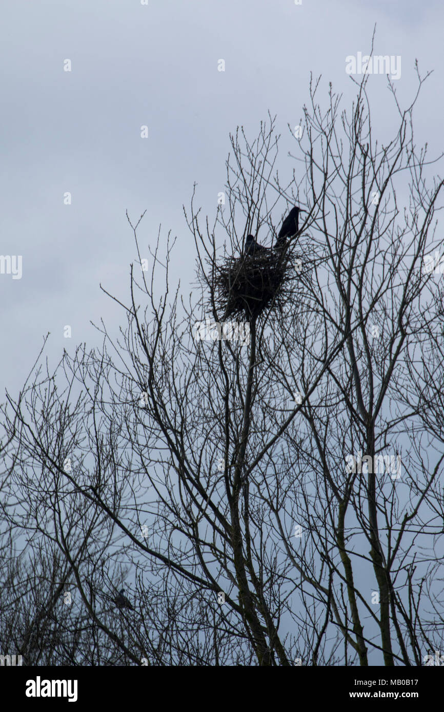 Rooks nesting in skeletal winter trees, Cambridgeshire, England Stock ...