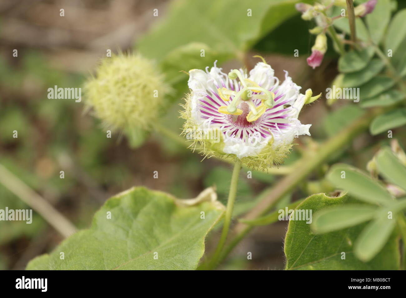 Beautiful unknown flower Stock Photo - Alamy