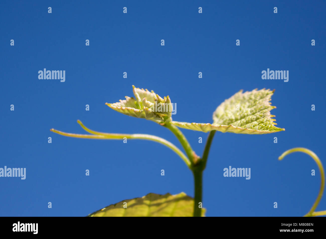 Sprout of Vitis vinifera, grape vine, Georgia Stock Photo - Alamy